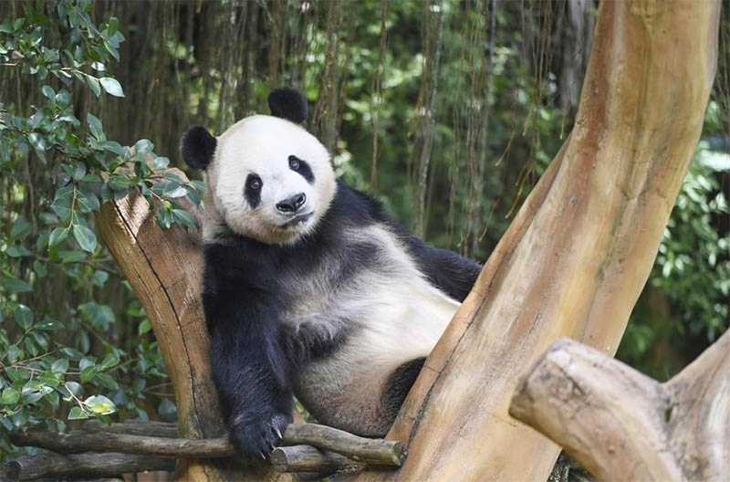 Tak hanya Panda, Pesona Budaya China Pikat Pengunjung Istana Panda di ...