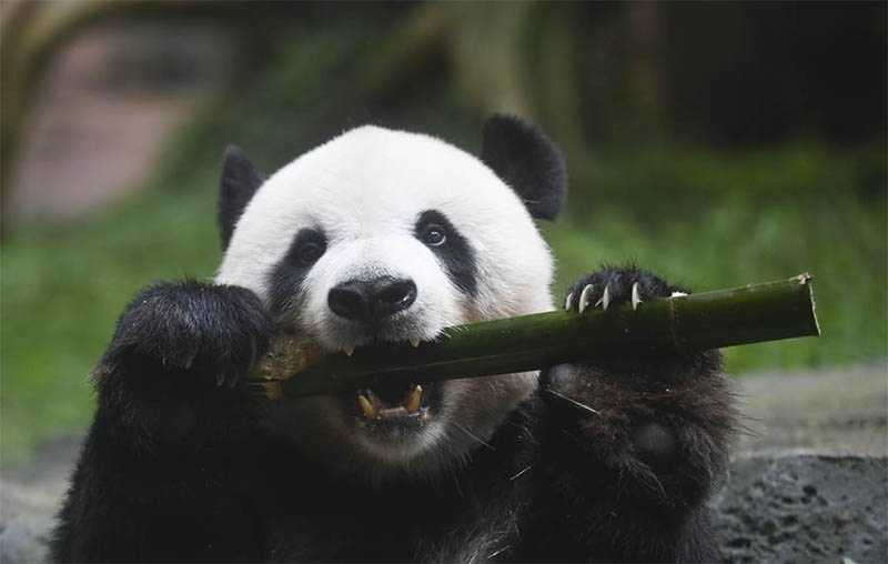 Tak hanya Panda, Pesona Budaya China Pikat Pengunjung Istana Panda di ...